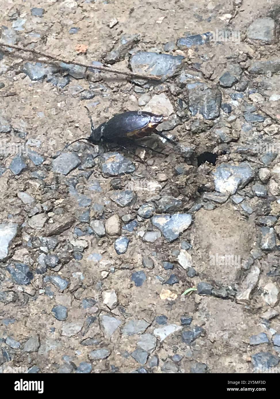 Broad-necked Root Borer (Prionus laticollis) Insecta Stock Photo - Alamy