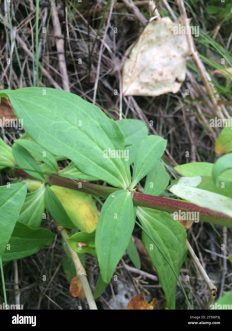 common soapwort (Saponaria officinalis) Plantae Stock Photo - Alamy
