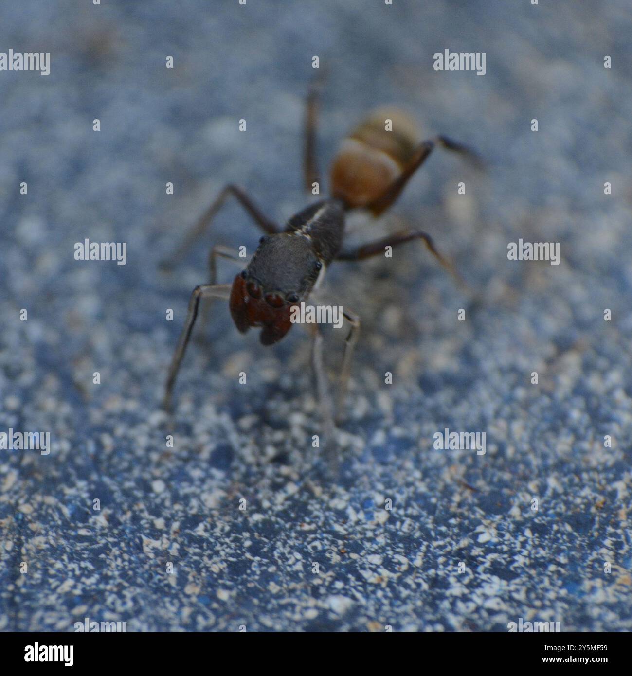 Ant-mimic Spiders (Myrmarachne) Arachnida Stock Photo - Alamy