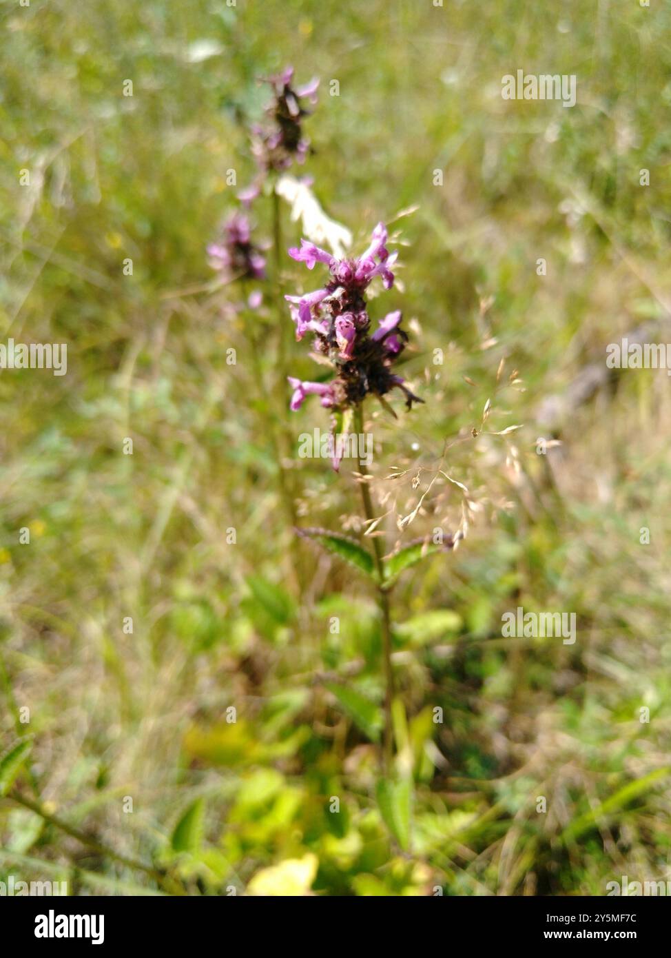 common hedge-nettle (Betonica officinalis) Plantae Stock Photo - Alamy