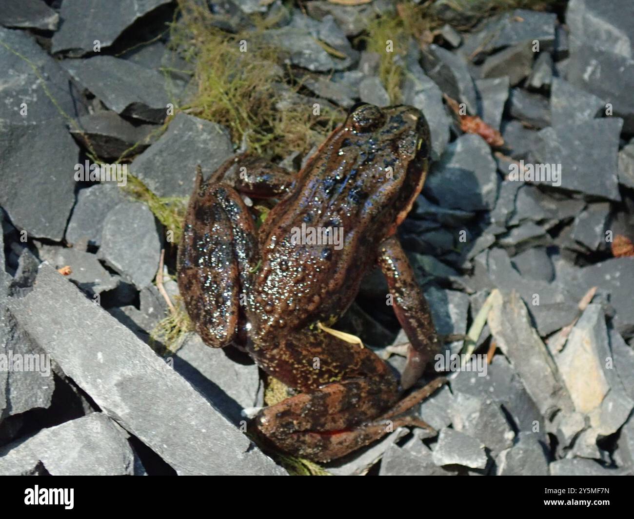 Northern Red-legged Frog (Rana aurora) Amphibia Stock Photo - Alamy