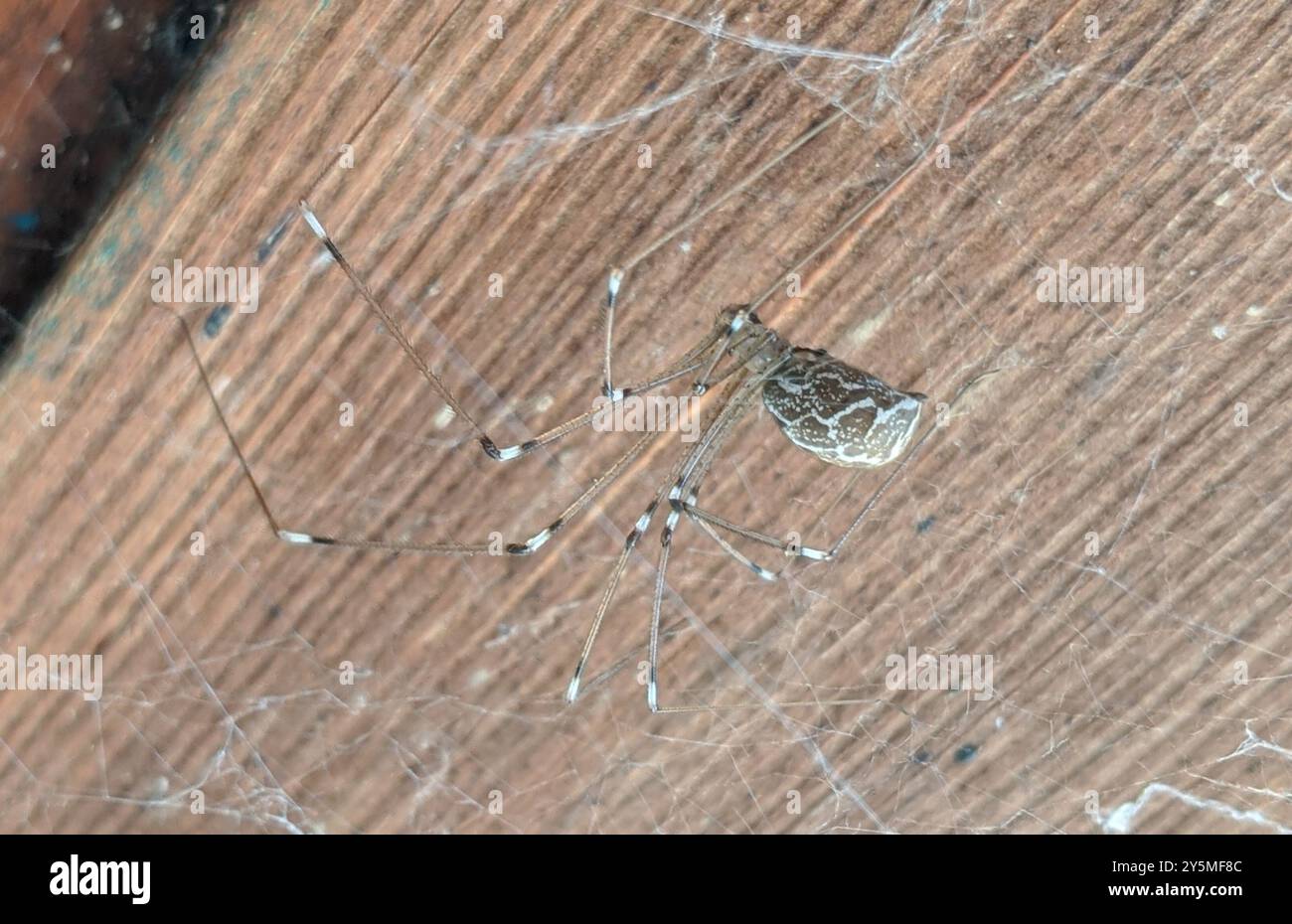 Cellar Spiders (Pholcidae) Arachnida Stock Photo - Alamy