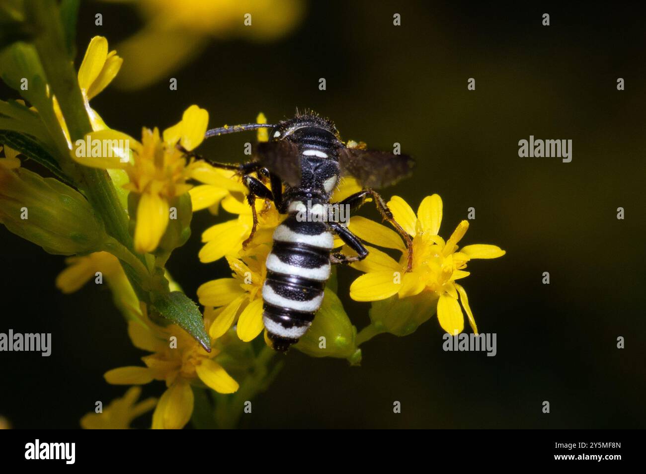 Typical Weevil Wasps and Allies (Cerceris) Insecta Stock Photo - Alamy