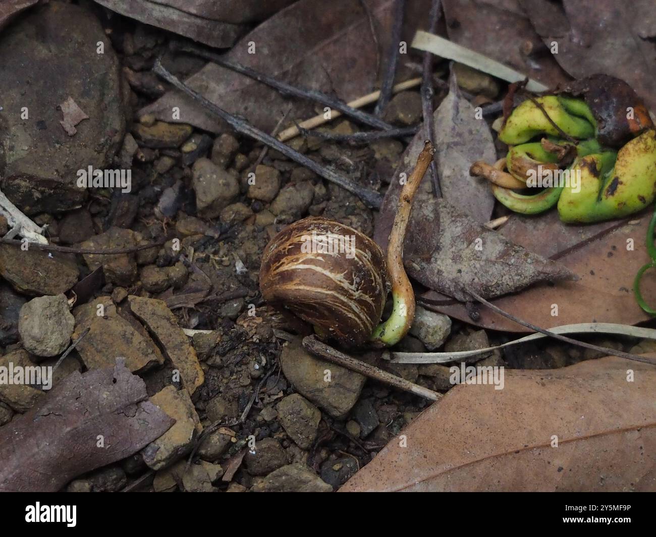 saba nut tree (Pachira glabra) Plantae Stock Photo - Alamy