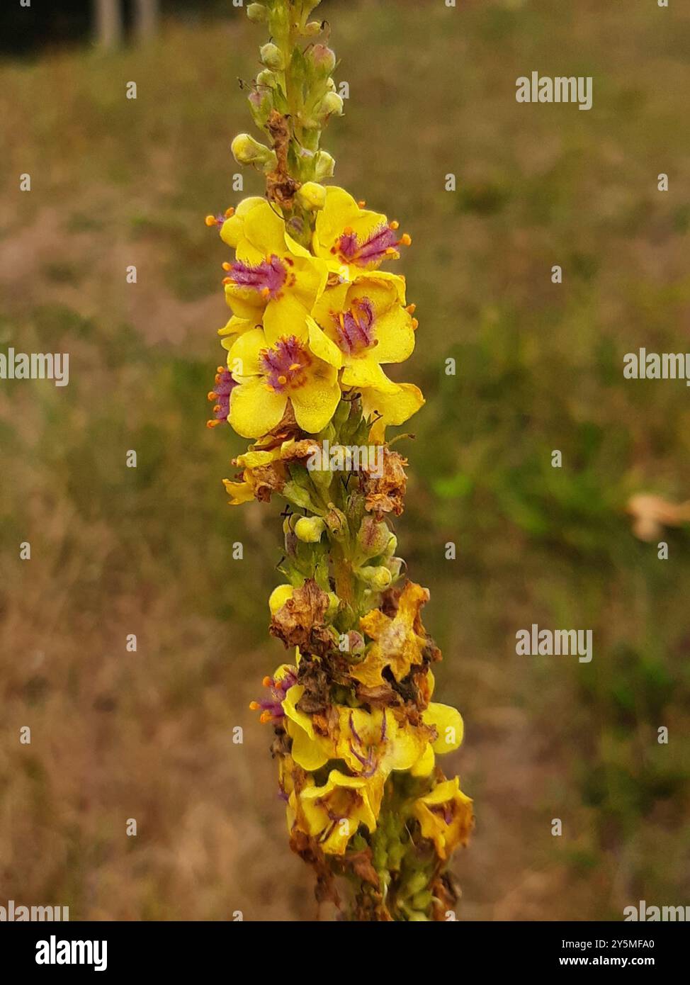 Dark Mullein (Verbascum nigrum) Plantae Stock Photo - Alamy