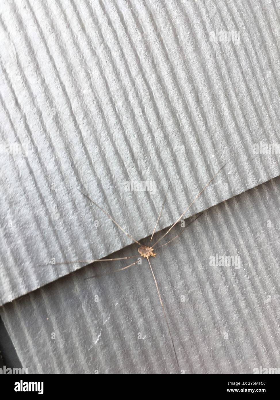 European Harvestman (Phalangium opilio) Arachnida Stock Photo - Alamy