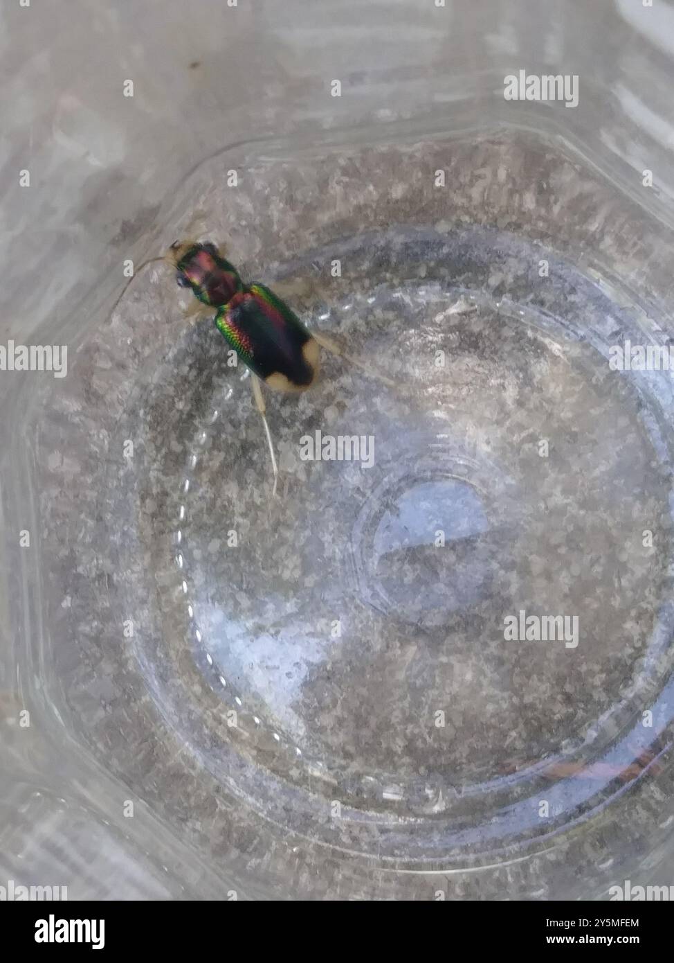 Carolina Metallic Tiger Beetle (Tetracha carolina) Insecta Stock Photo ...