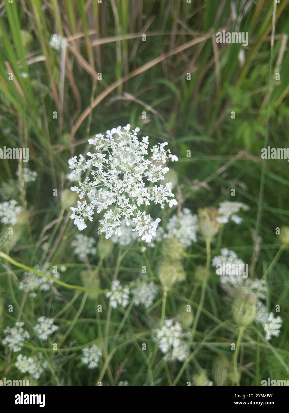 wild carrot (Daucus carota) Plantae Stock Photo - Alamy