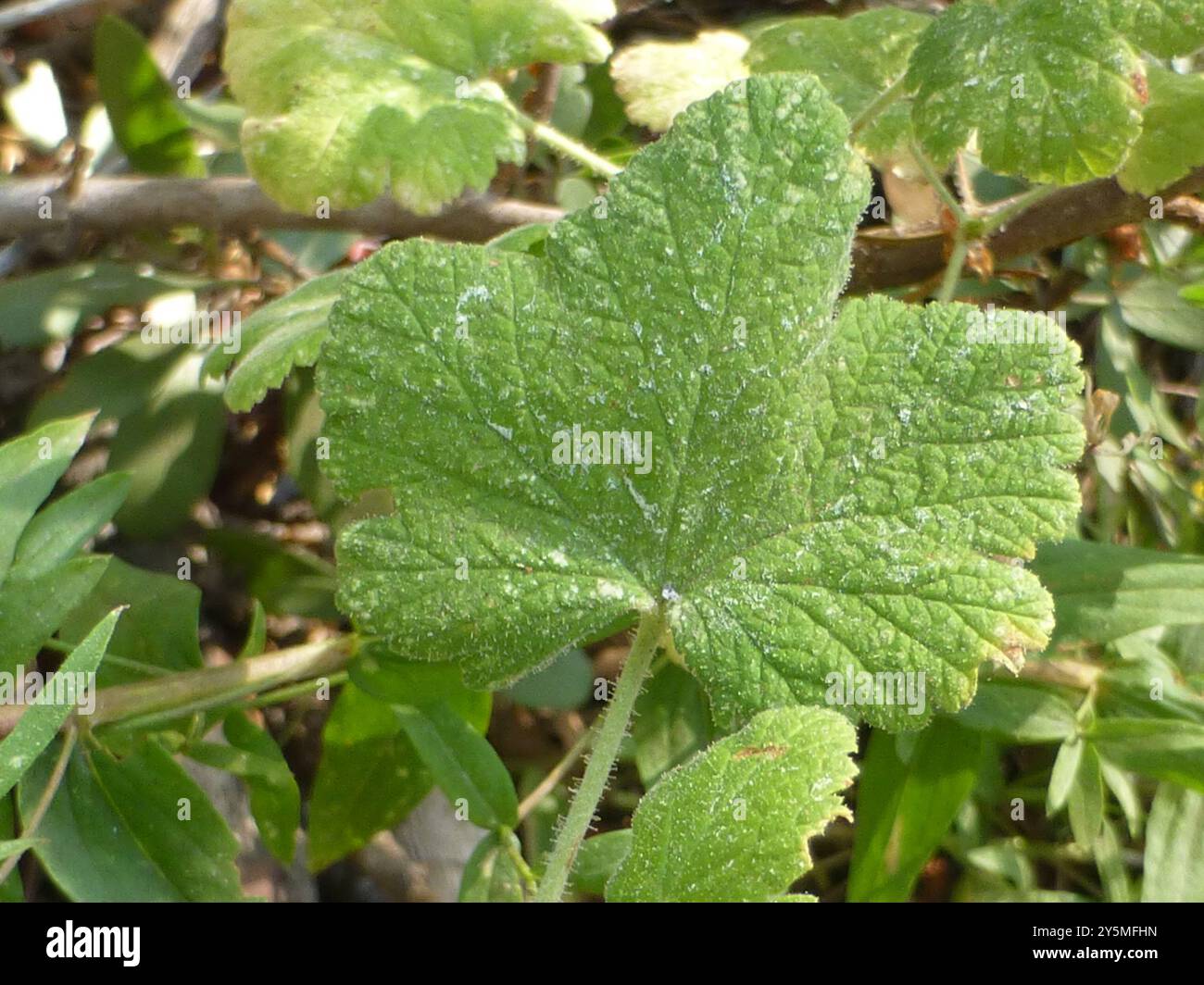 sticky currant (Ribes viscosissimum) Plantae Stock Photo - Alamy