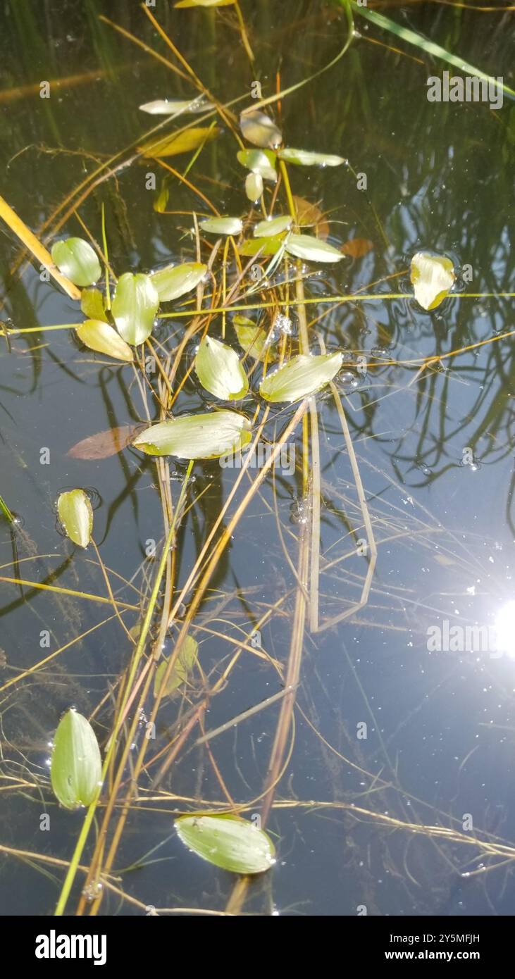 Longleaf Pondweed (Potamogeton nodosus) Plantae Stock Photo - Alamy