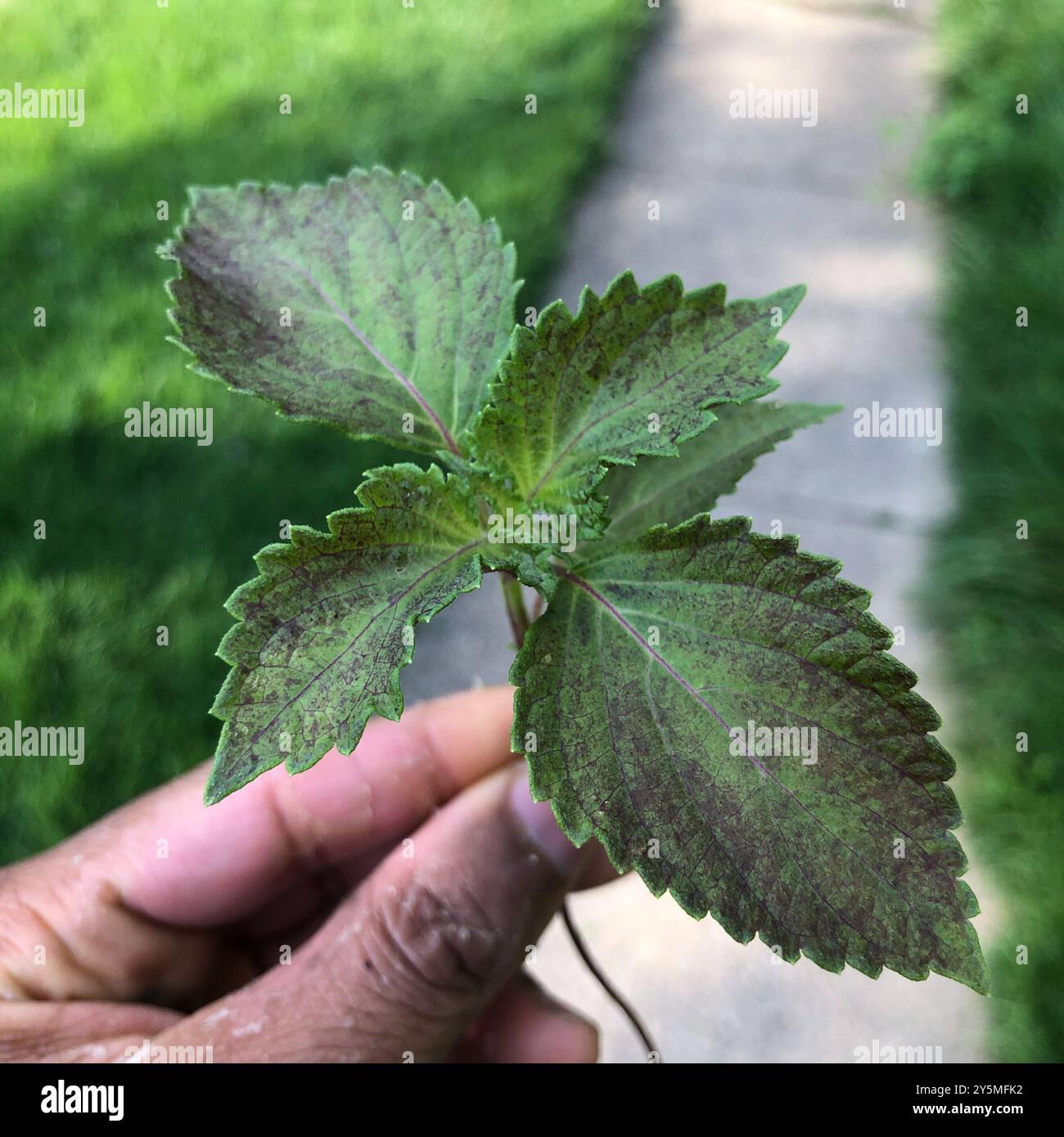 beefsteak plant (Perilla frutescens) Plantae Stock Photo - Alamy
