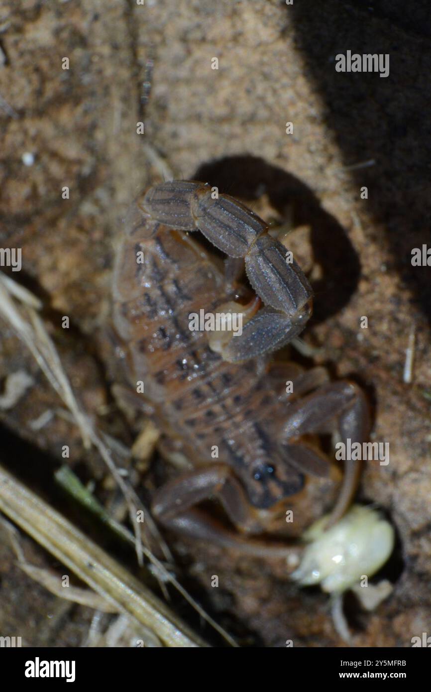 Eastern Nomad Scorpion (Hottentotta trilineatus) Arachnida Stock Photo ...
