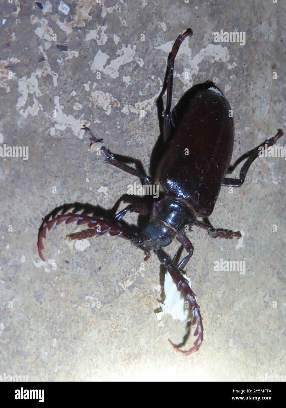 California Root Borer (Prionus californicus) Insecta Stock Photo - Alamy