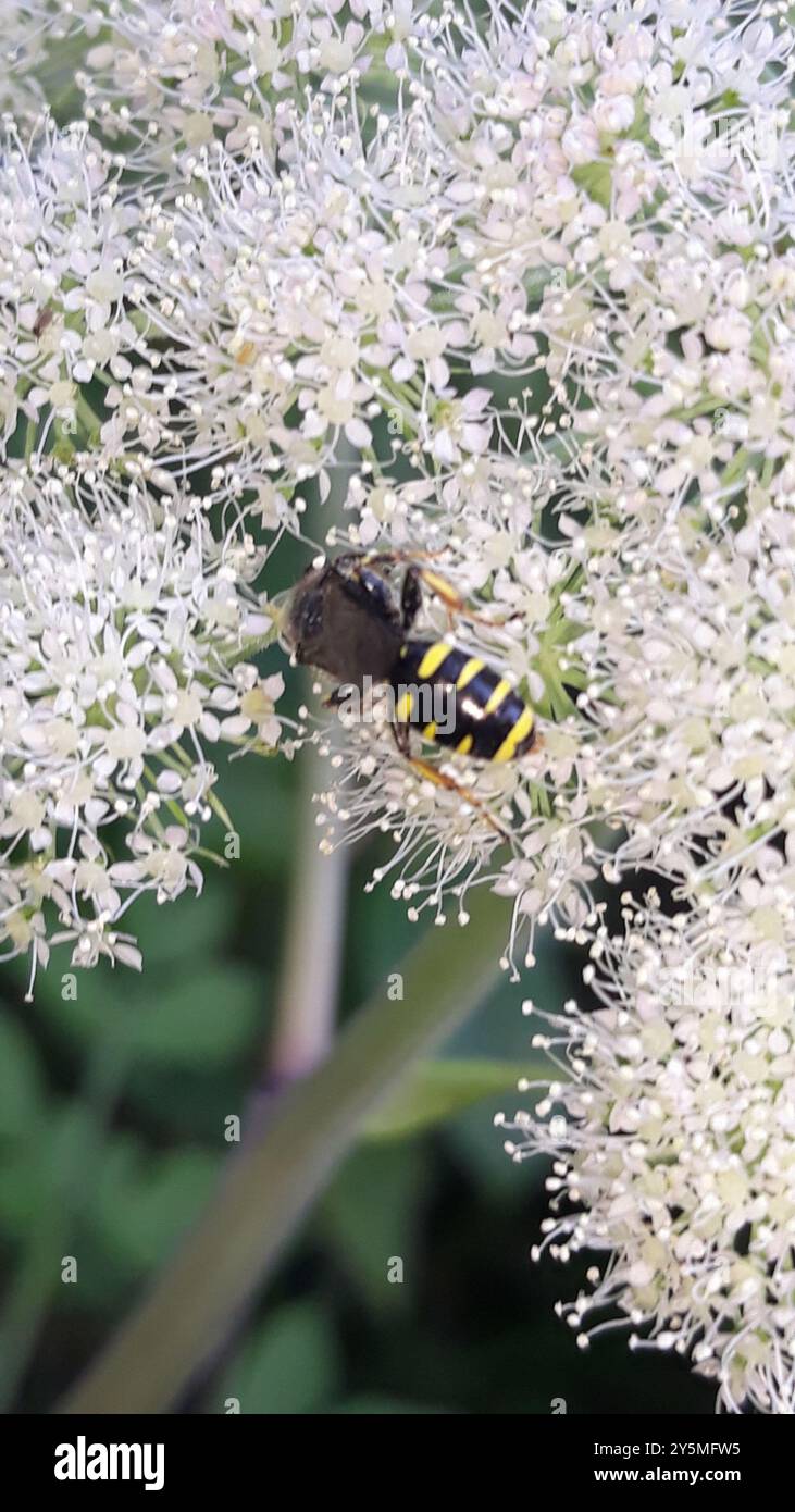 Square-headed Wasps, Sand Wasps, and Allies (Crabronidae) Insecta Stock ...