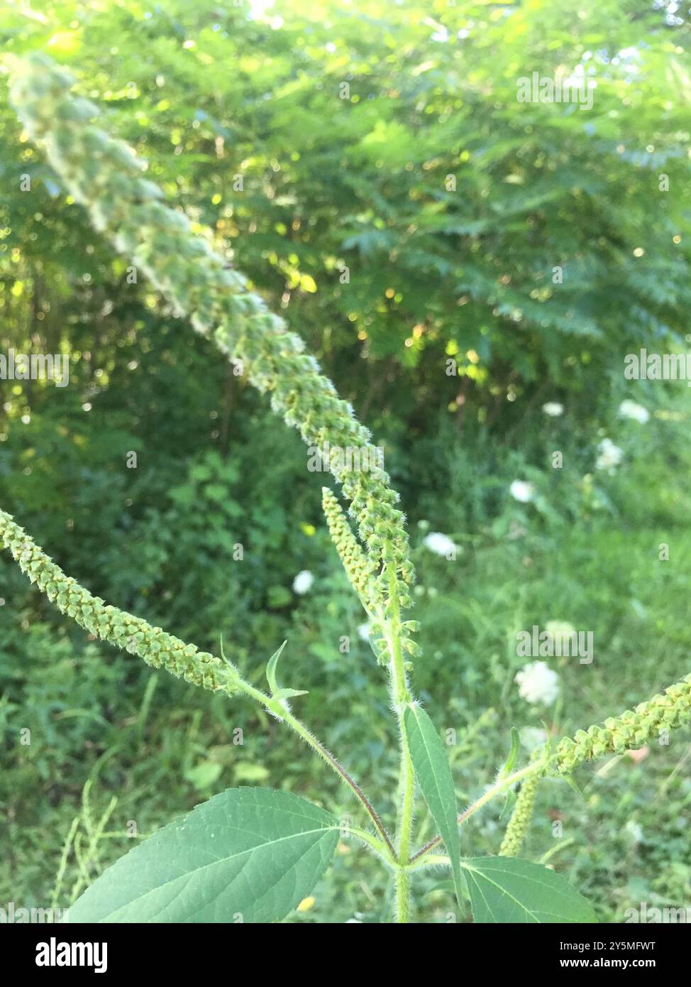 giant ragweed (Ambrosia trifida) Plantae Stock Photo - Alamy