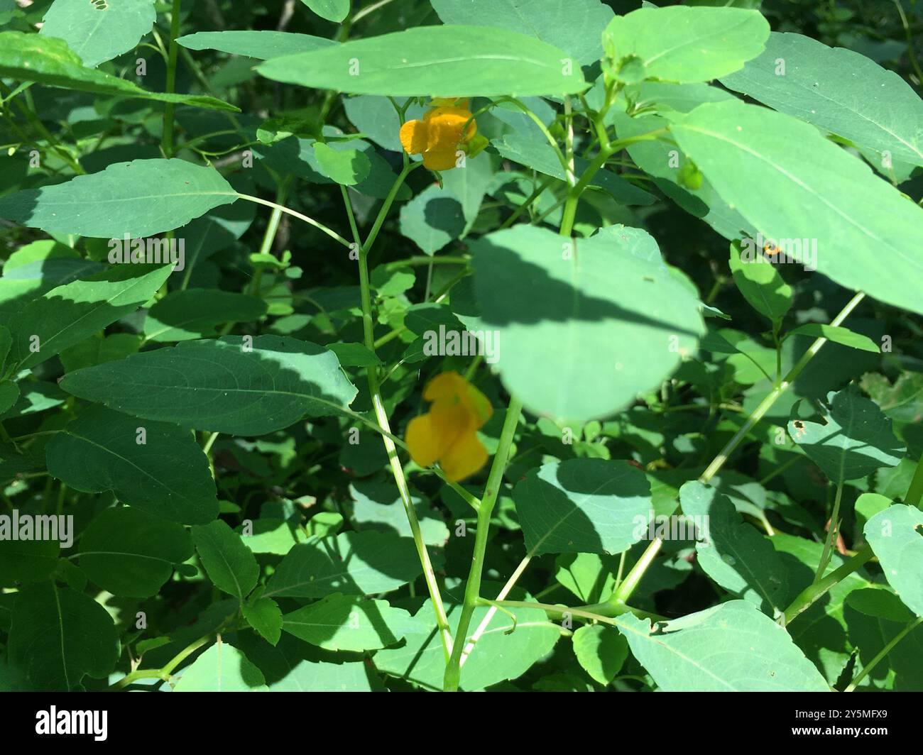 common jewelweed (Impatiens capensis) Plantae Stock Photo - Alamy