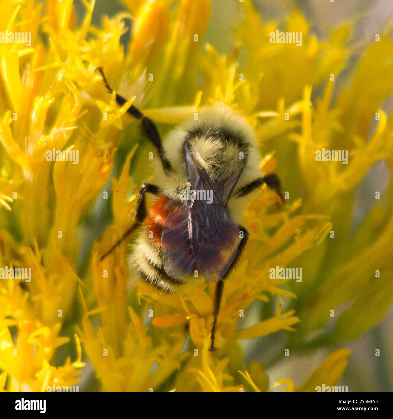 Hunt's Bumble Bee (Bombus huntii) Insecta Stock Photo - Alamy