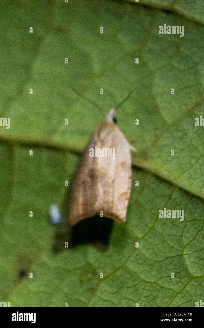 Batman Moth (Coelostathma discopunctana) Insecta Stock Photo - Alamy