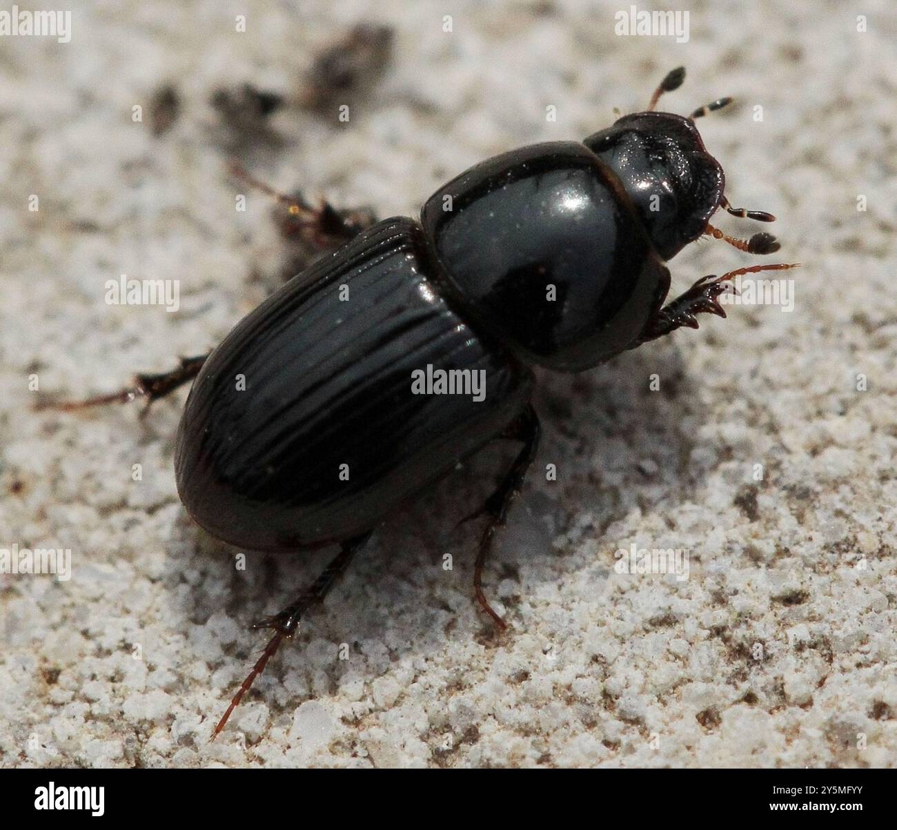 (Calamosternus granarius) Insecta Stock Photo - Alamy