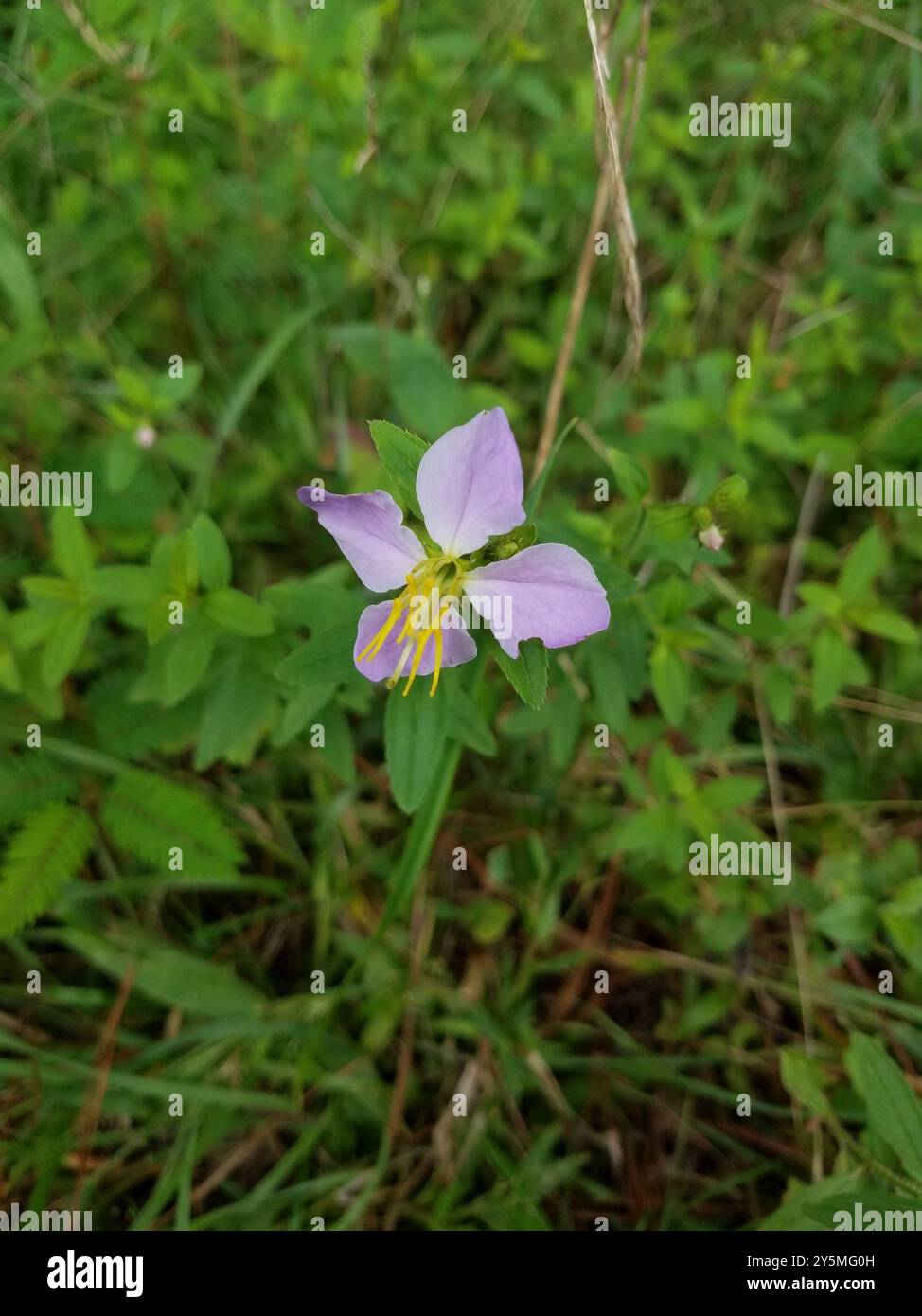 Maryland meadowbeauty (Rhexia mariana) Plantae Stock Photo - Alamy