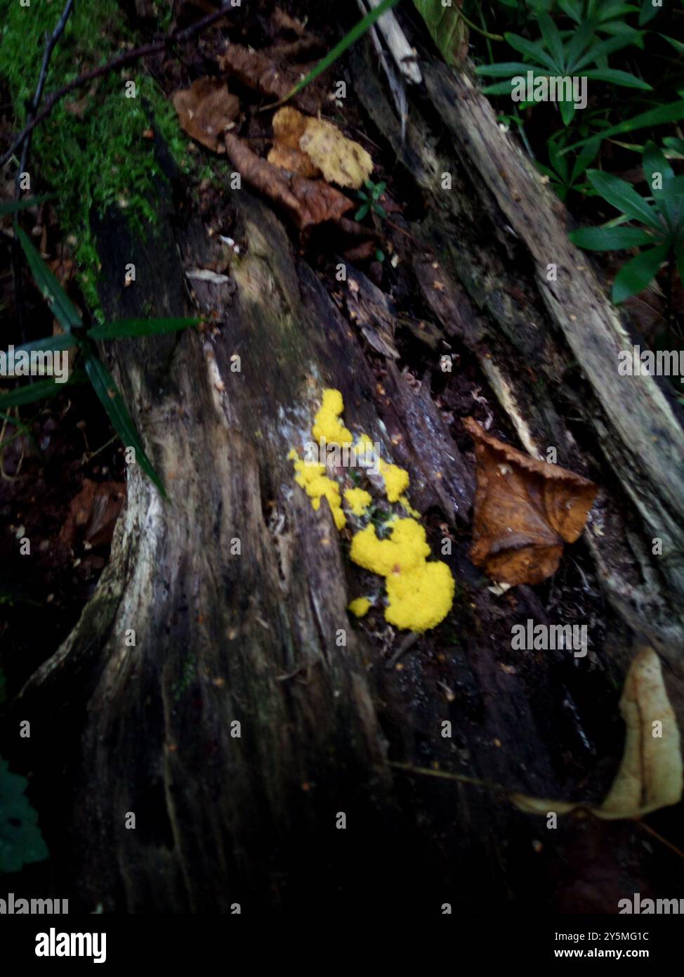 True slime molds hi-res stock photography and images - Alamy
