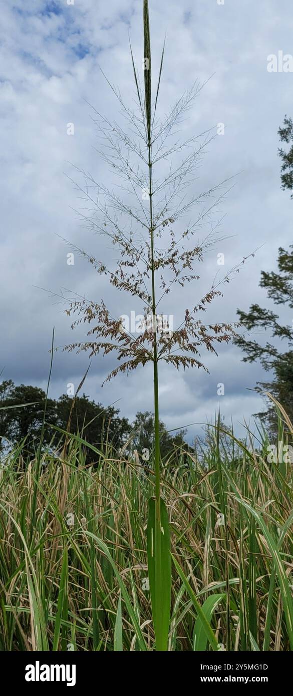 annual wild rice (Zizania aquatica) Plantae Stock Photo - Alamy