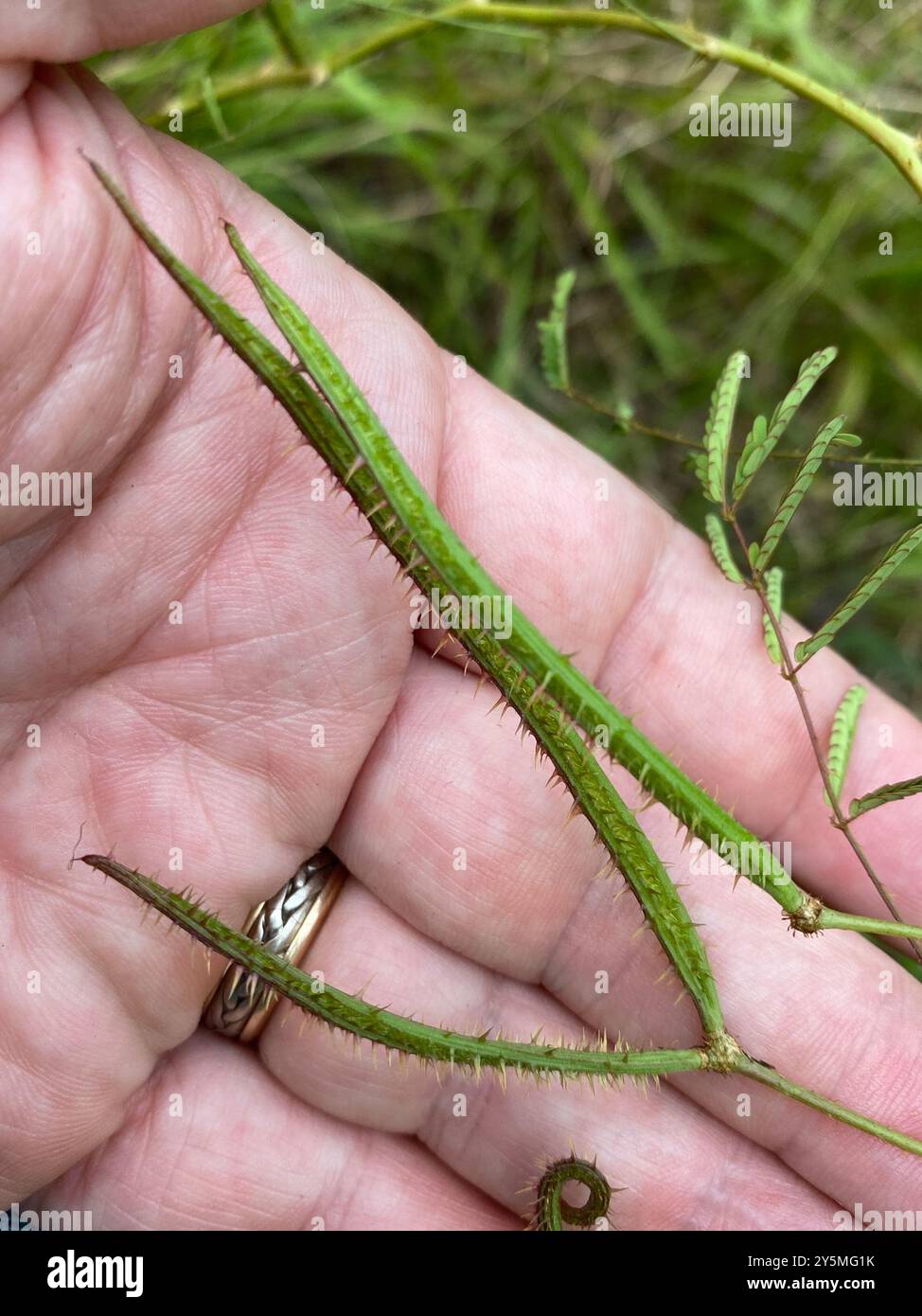 littleleaf sensitive-briar (Mimosa microphylla) Plantae Stock Photo - Alamy