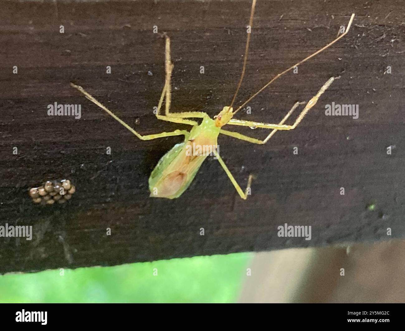 Pale Green Assassin Bug (Zelus luridus) Insecta Stock Photo - Alamy