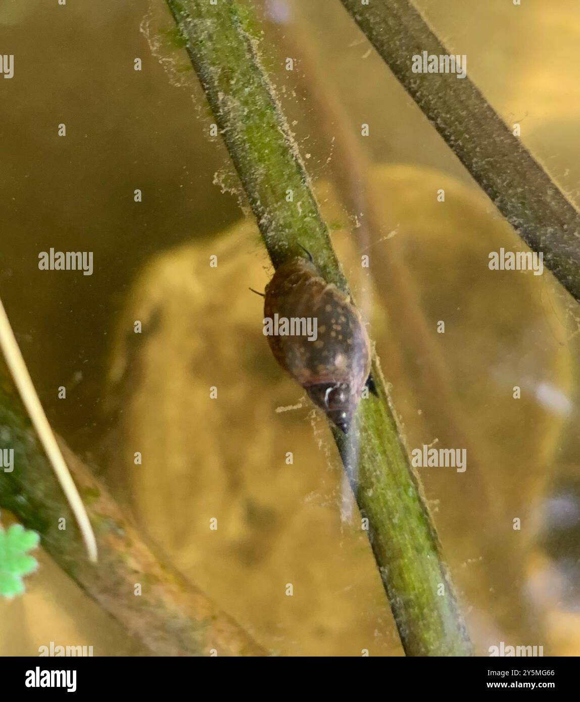Acute Bladder Snail (Physella acuta) Mollusca Stock Photo - Alamy