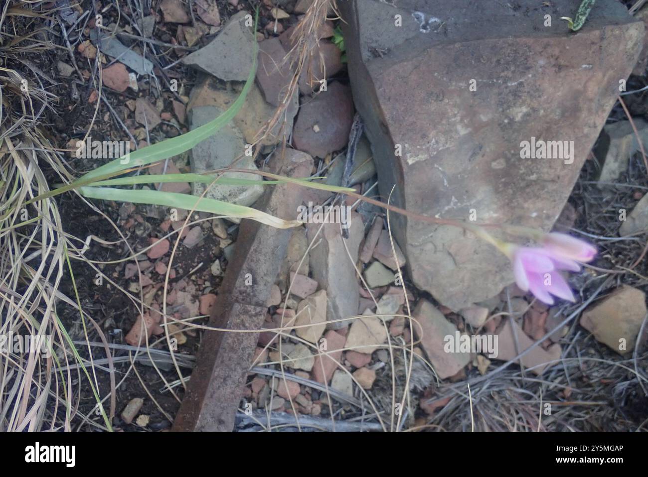 Grassveld Eveninglily (Hesperantha baurii) Plantae Stock Photo - Alamy