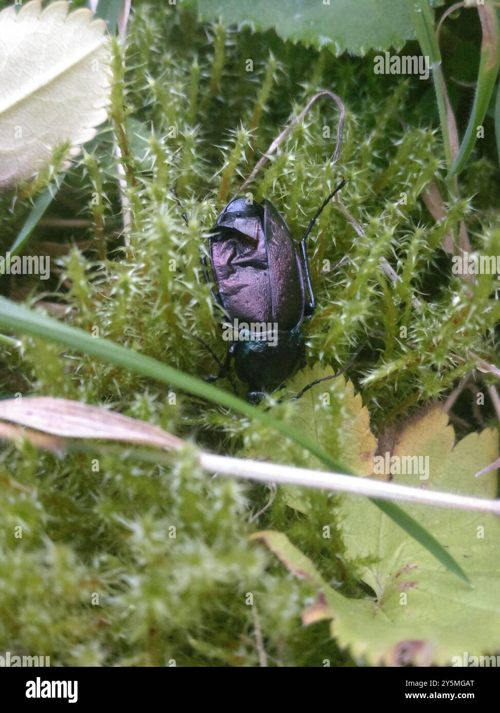 Bronze Ground Beetle (Carabus nemoralis) Insecta Stock Photo - Alamy