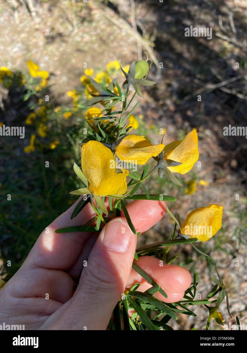 Golden Glory Pea (Gompholobium latifolium) Plantae Stock Photo - Alamy