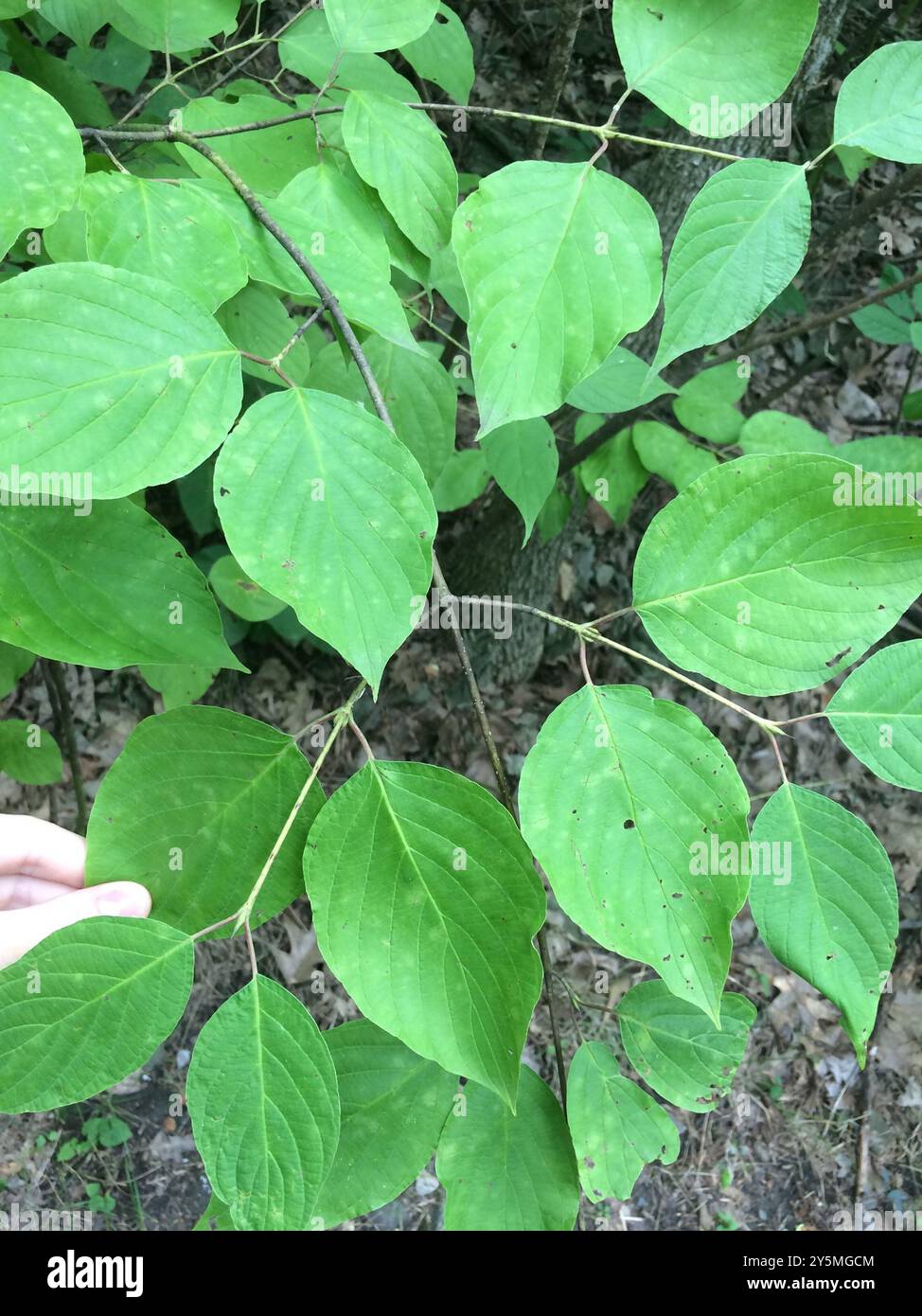 Round-leaved Dogwood (Cornus rugosa) Plantae Stock Photo - Alamy