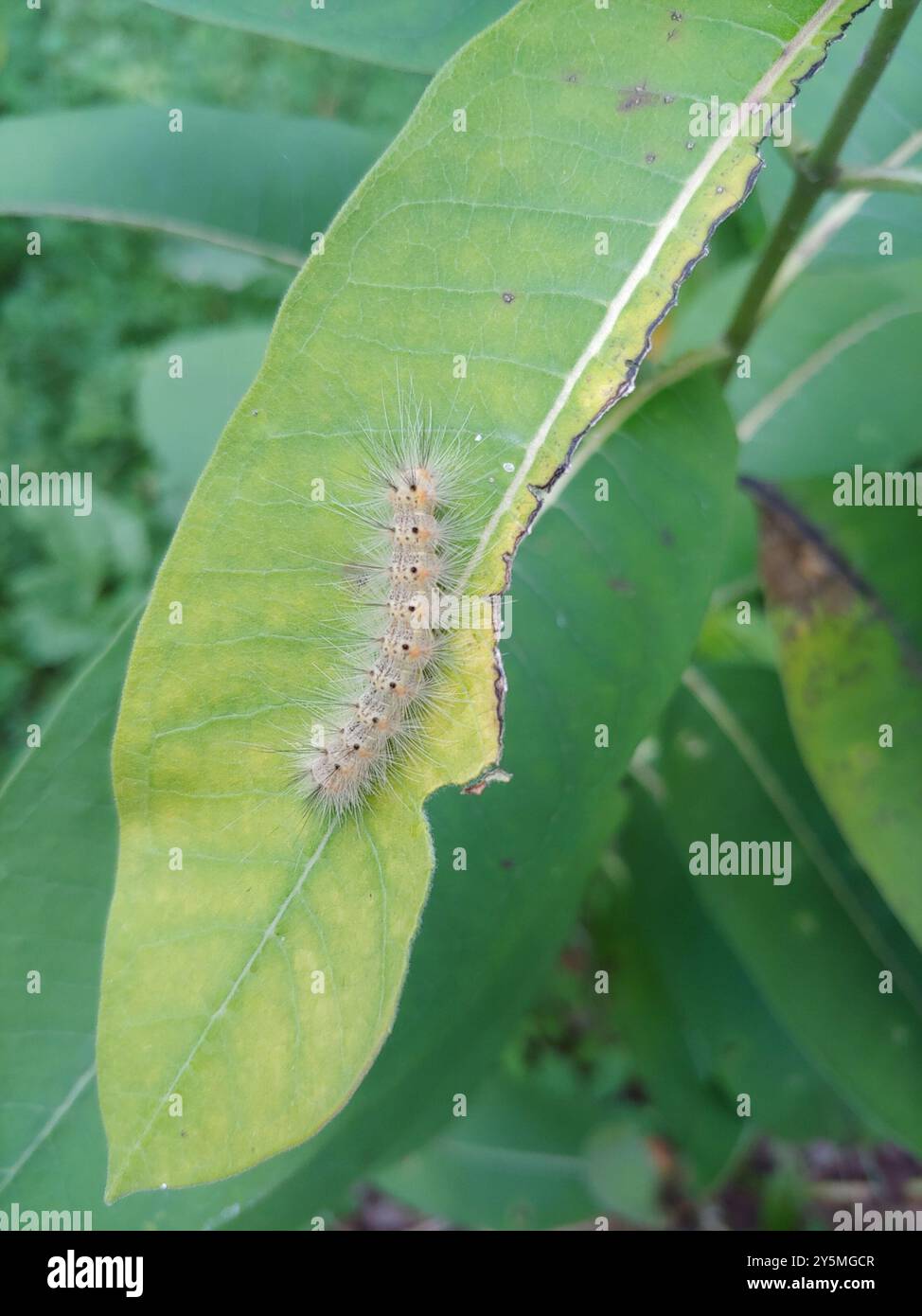 Fall Webworm Moth (Hyphantria cunea) Insecta Stock Photo - Alamy
