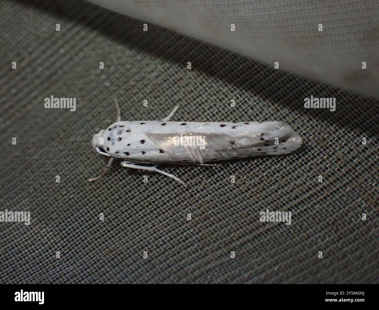 Small Ermine Moths (Yponomeuta) Insecta Stock Photo - Alamy