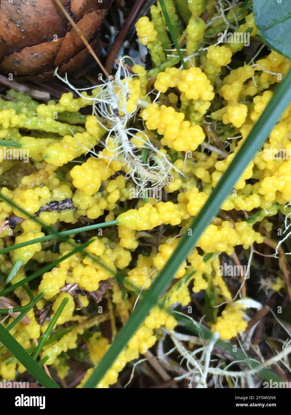 True slime molds hi-res stock photography and images - Alamy