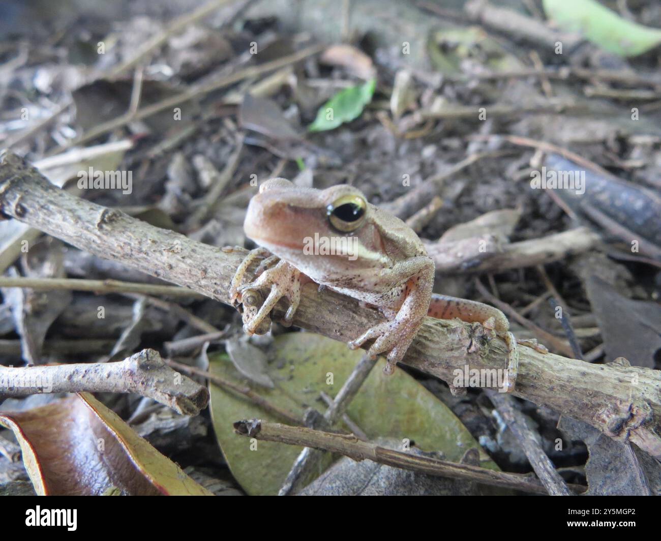 Montevideo Tree Frog (Boana pulchella) Amphibia Stock Photo - Alamy