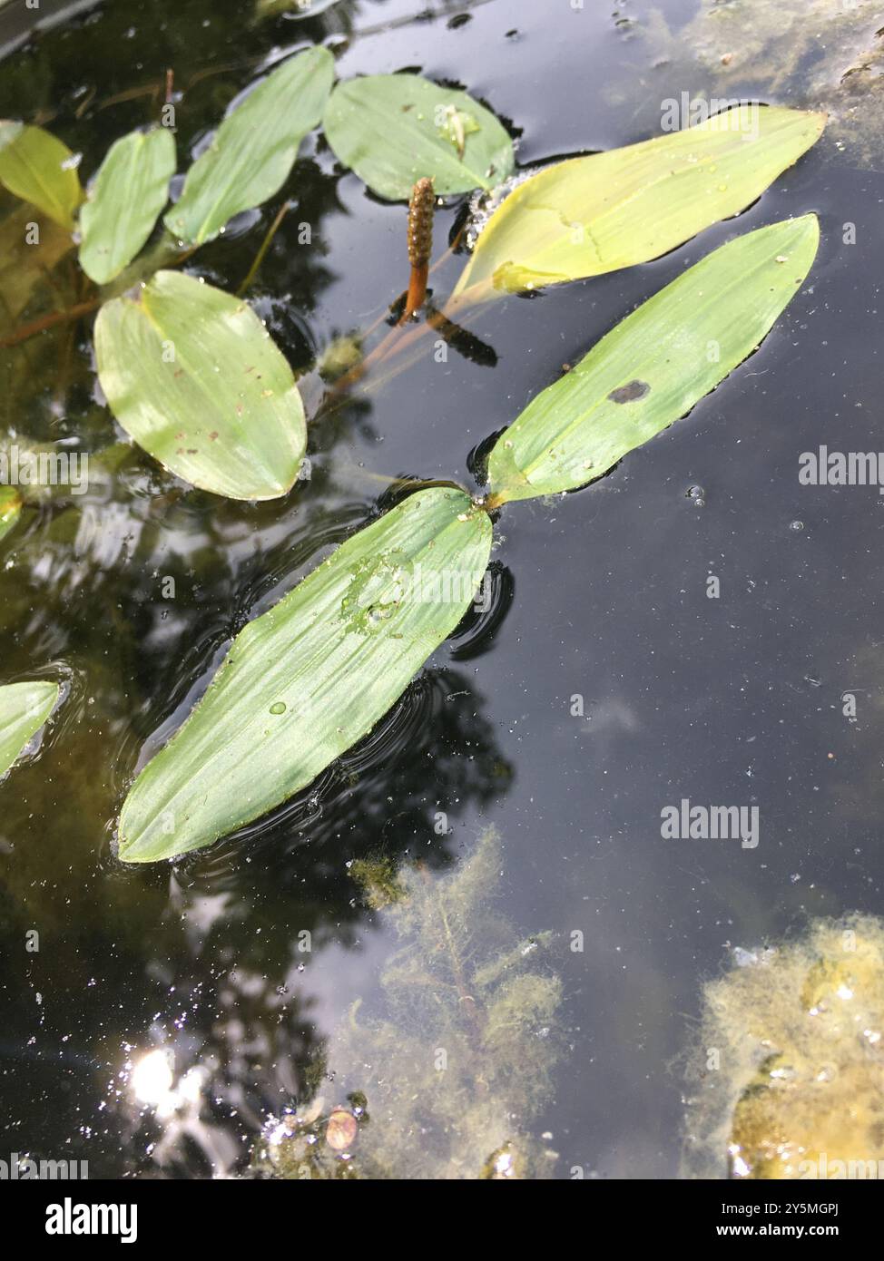 Broad-leaved Pondweed (Potamogeton amplifolius) Plantae Stock Photo - Alamy