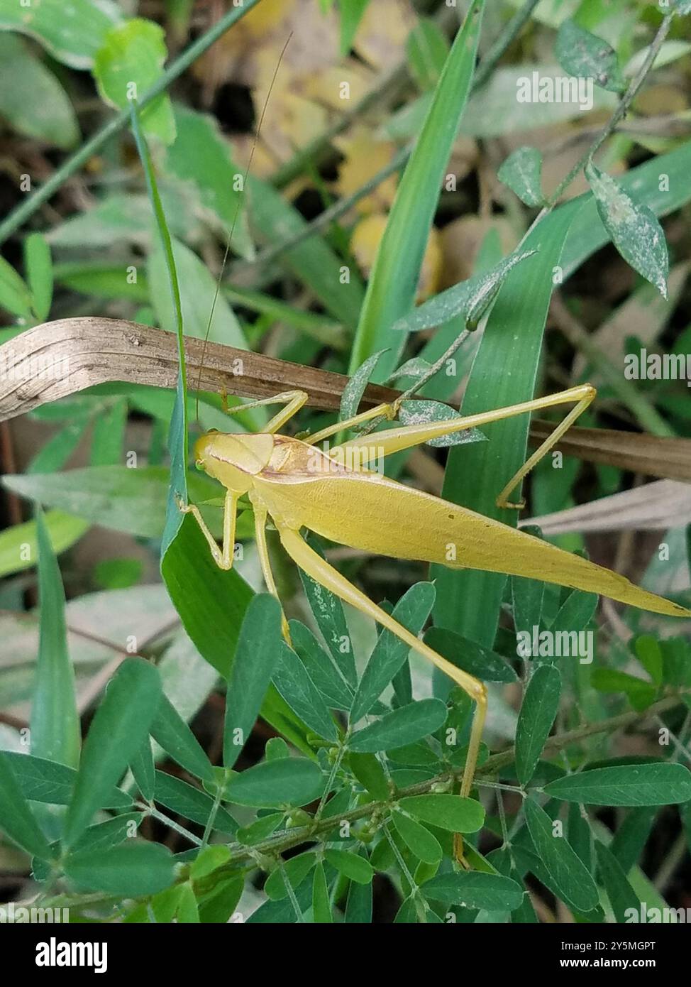Oblong-winged Katydid (Amblycorypha oblongifolia) Insecta Stock Photo ...