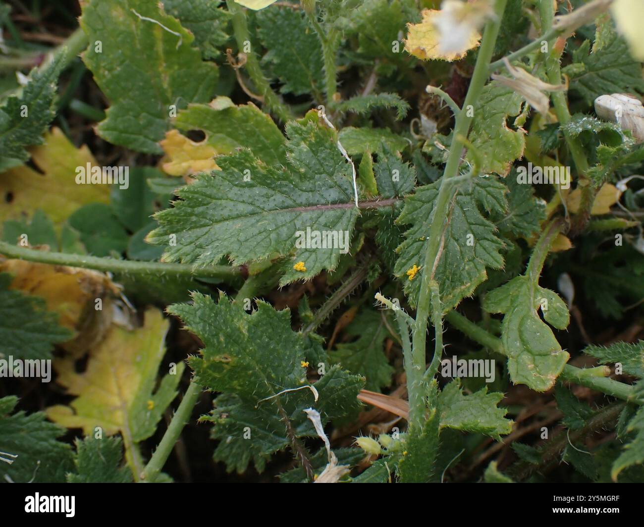 Wild radish (Raphanus raphanistrum) Plantae Stock Photo - Alamy