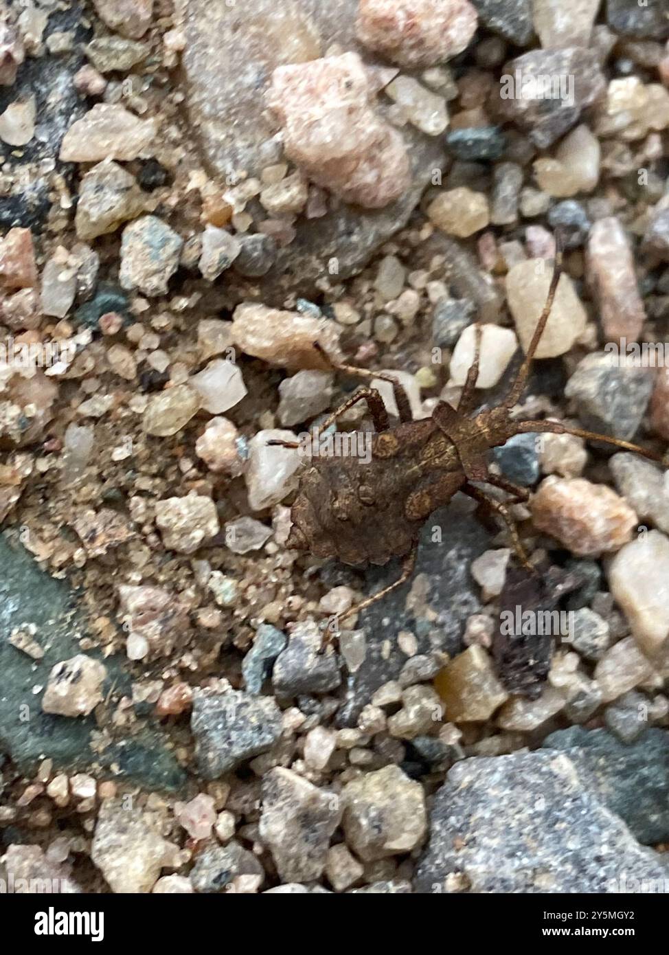 Dock Bug (Coreus marginatus) Insecta Stock Photo - Alamy