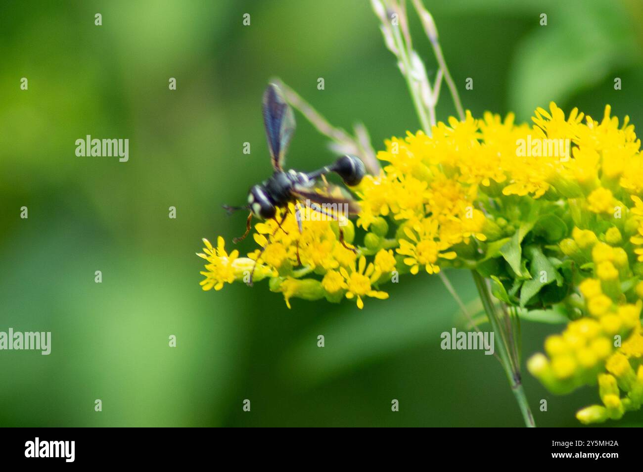 (Physocephala tibialis) Insecta Stock Photo - Alamy
