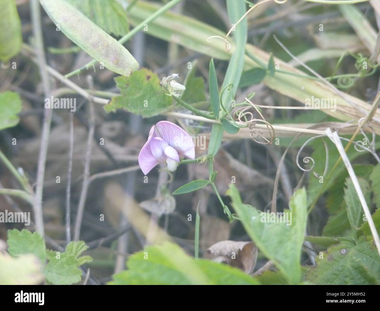 Narrow-leaved Everlasting-pea (Lathyrus sylvestris) Plantae Stock Photo ...