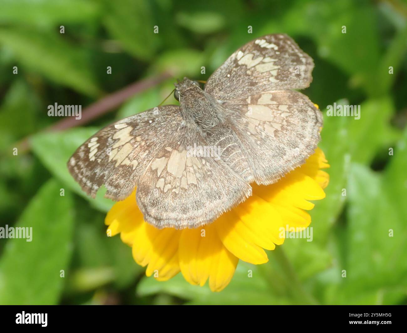 Glassy-winged Skipper (Xenophanes tryxus) Insecta Stock Photo - Alamy