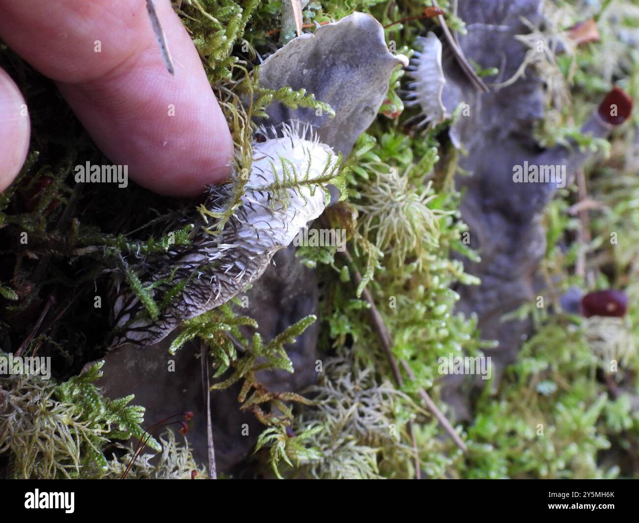 scaly pelt lichen (Peltigera praetextata) Fungi Stock Photo - Alamy