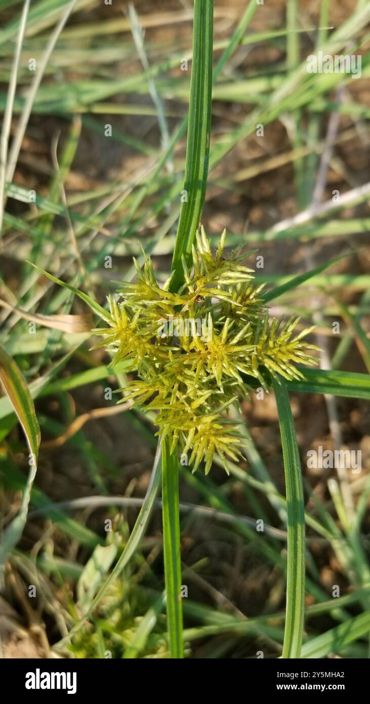 Fragrant flatsedge (Cyperus odoratus) Plantae Stock Photo - Alamy
