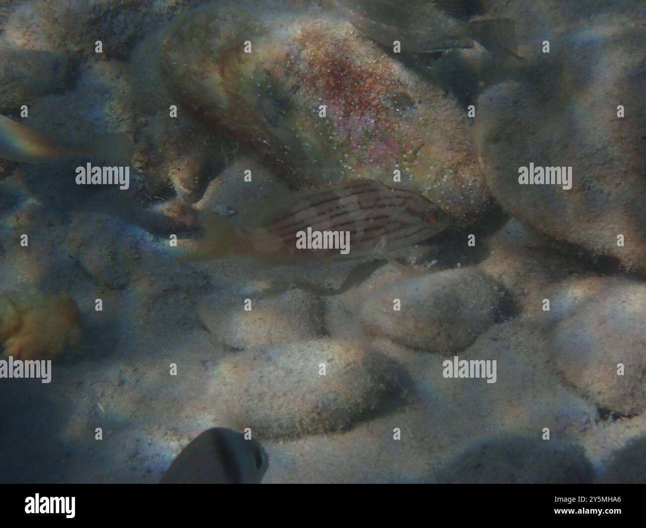 Gold Blotch Grouper (Epinephelus costae) Actinopterygii Stock Photo - Alamy
