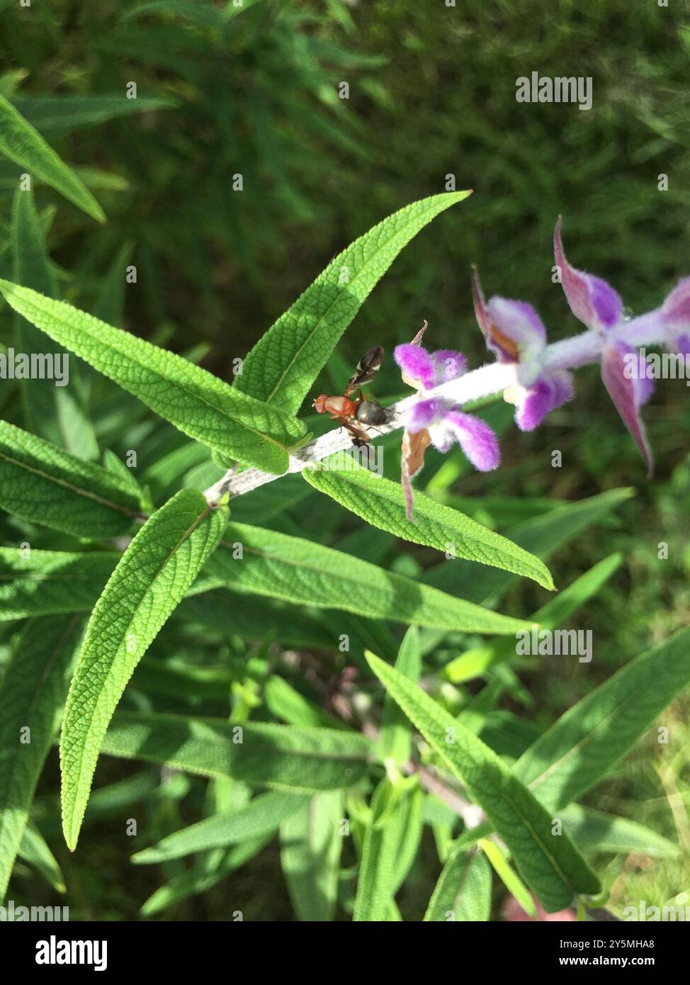 Common Picture-winged Fly (Delphinia picta) Insecta Stock Photo - Alamy