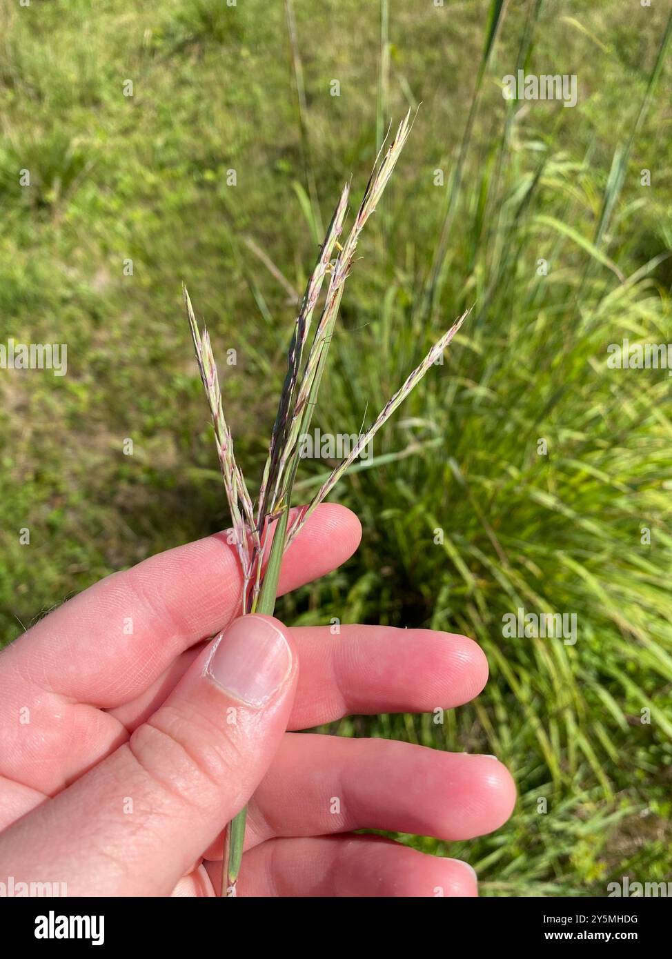 bristlegrasses, bluestems, paspalums, and allies (Panicoideae) Plantae ...