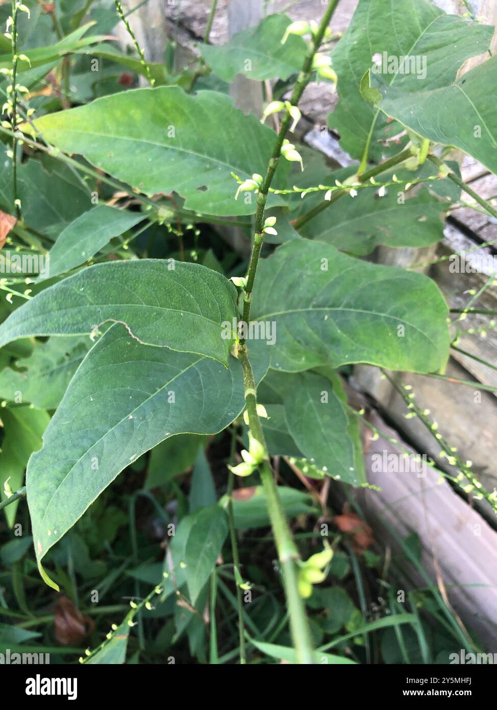 American jumpseed (Persicaria virginiana) Plantae Stock Photo - Alamy